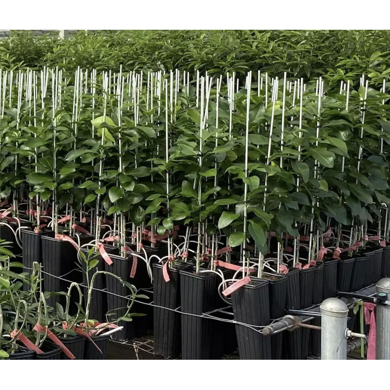 20 of 8mm * 2300mm Fibreglass Rods